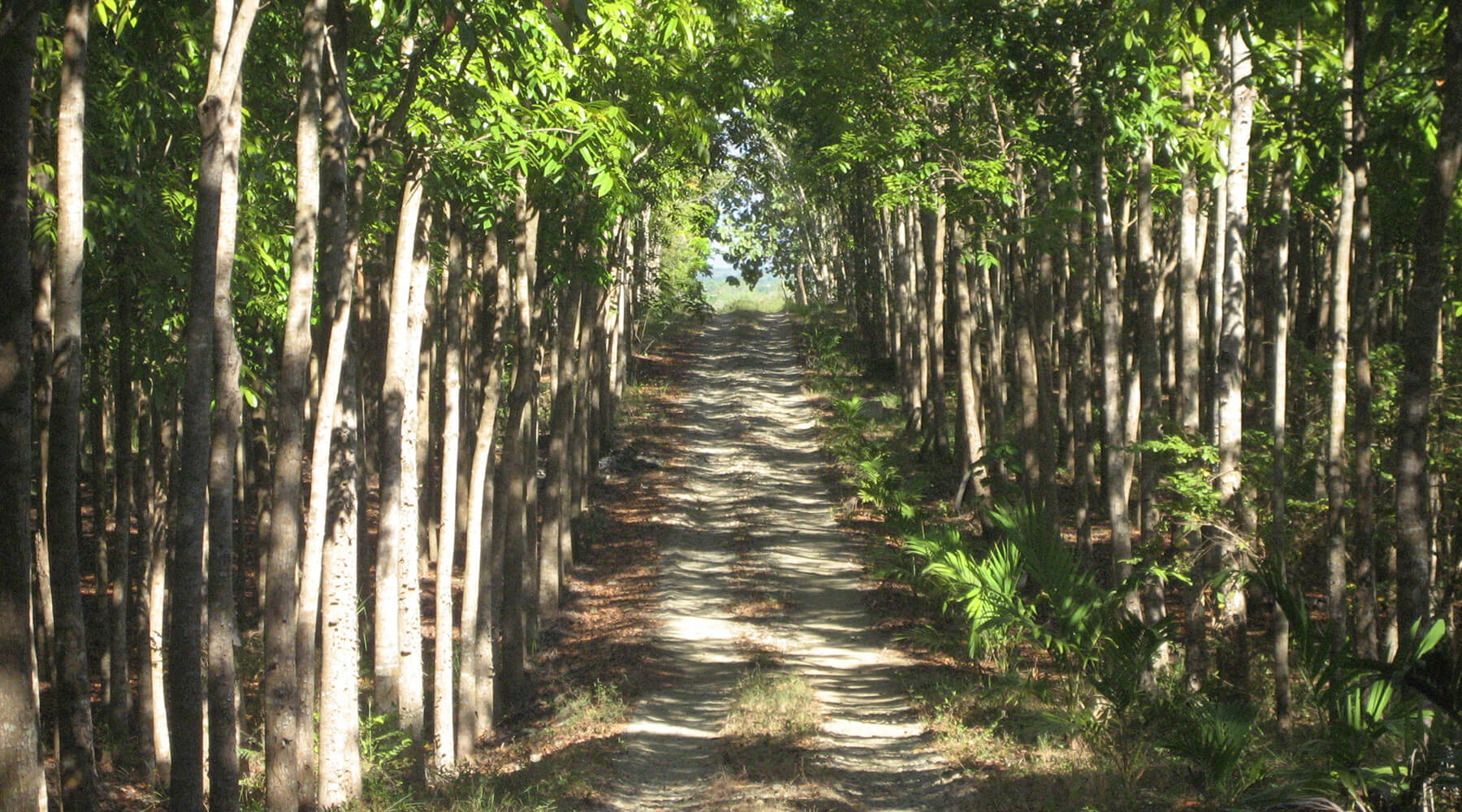 Sustainable Forest Management in Action - Philippines – SustainablyMade ...